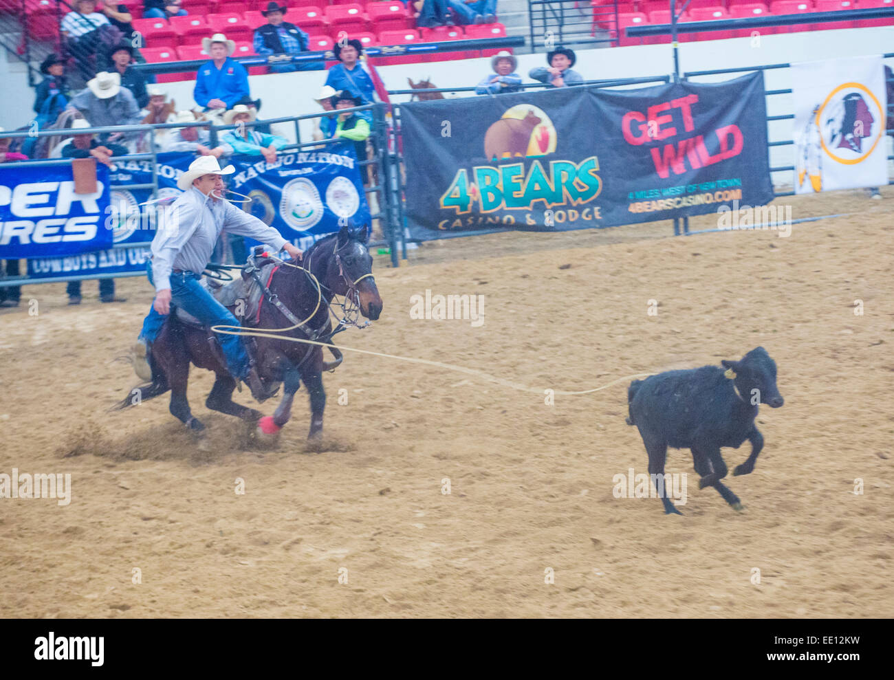 Cowboy Participating in a Calf roping Competition at the Indian ...