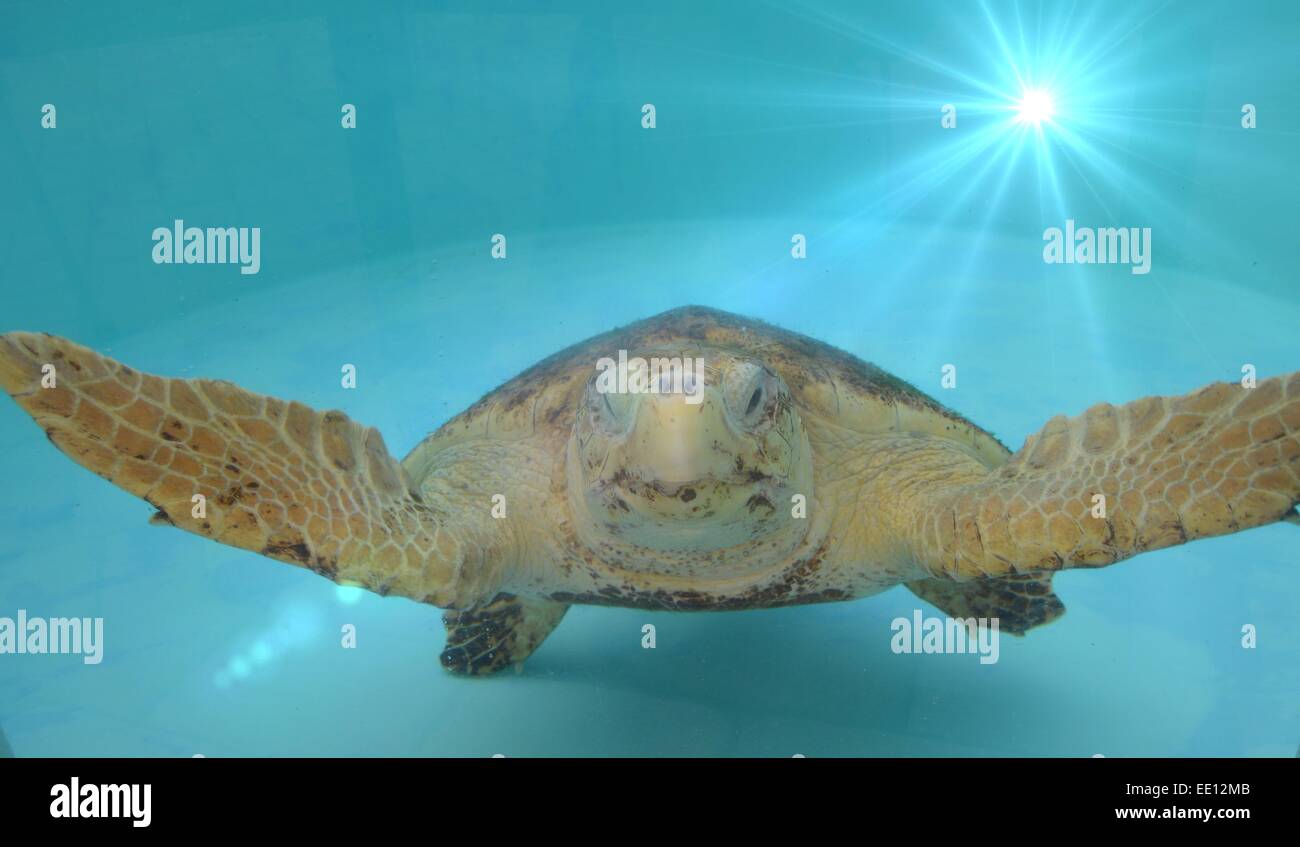 loggerhead turtles having fun Stock Photo - Alamy