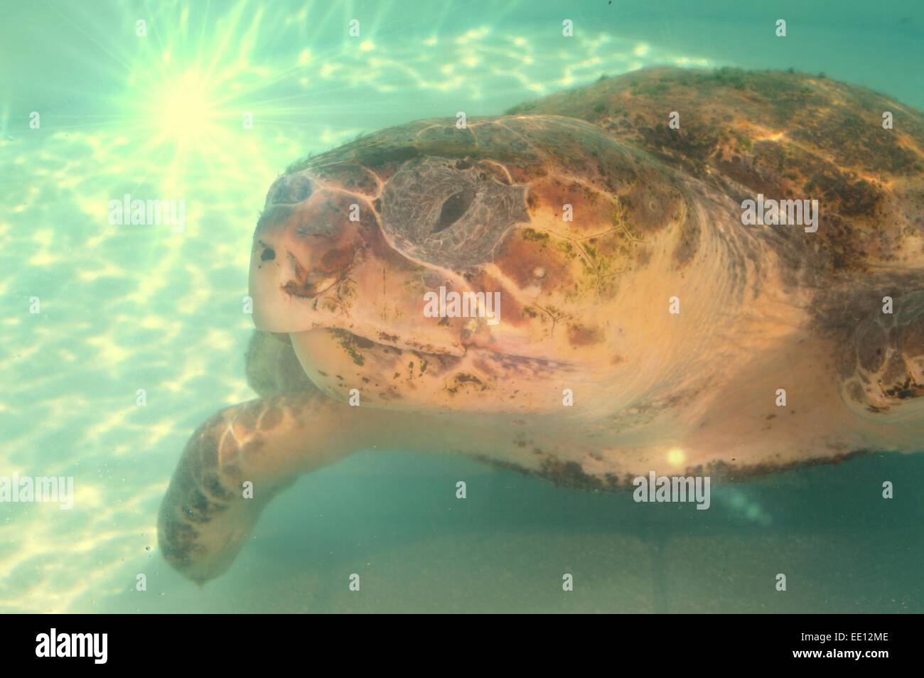 loggerhead turtles having fun Stock Photo - Alamy