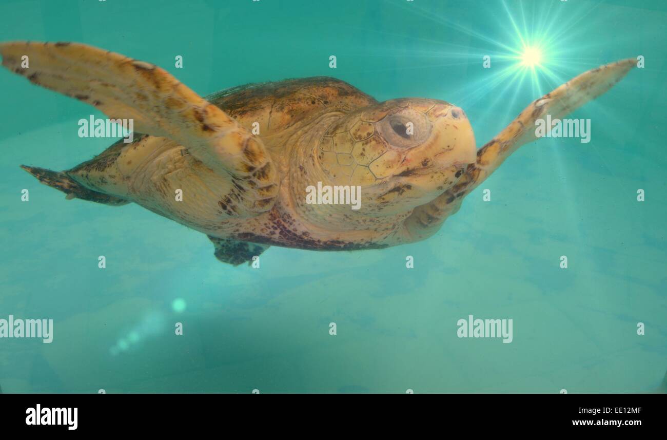 loggerhead turtles having fun Stock Photo - Alamy
