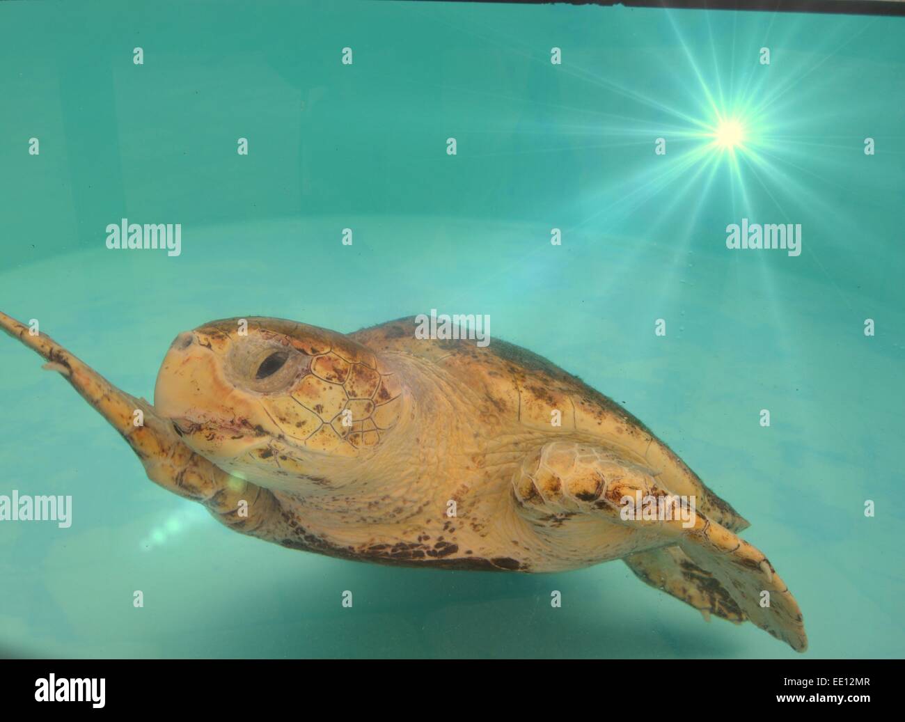 loggerhead turtles having fun Stock Photo - Alamy