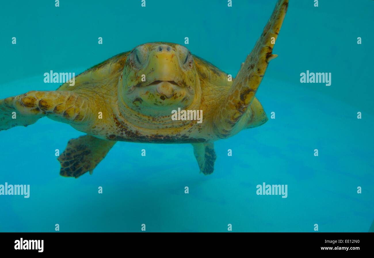 Loggerhead turtles going for a swim Stock Photo - Alamy