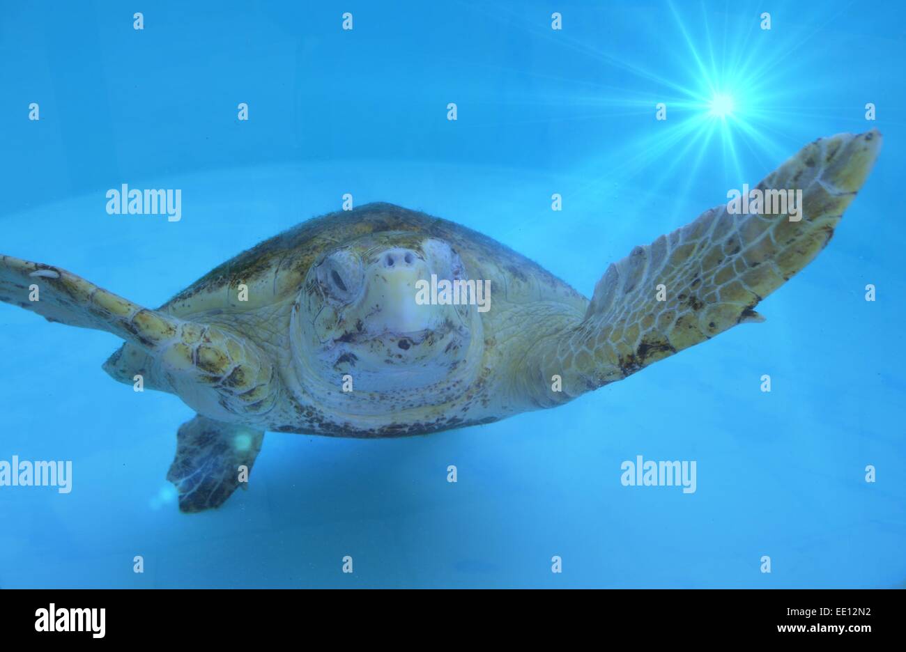 loggerhead turtles having fun Stock Photo - Alamy