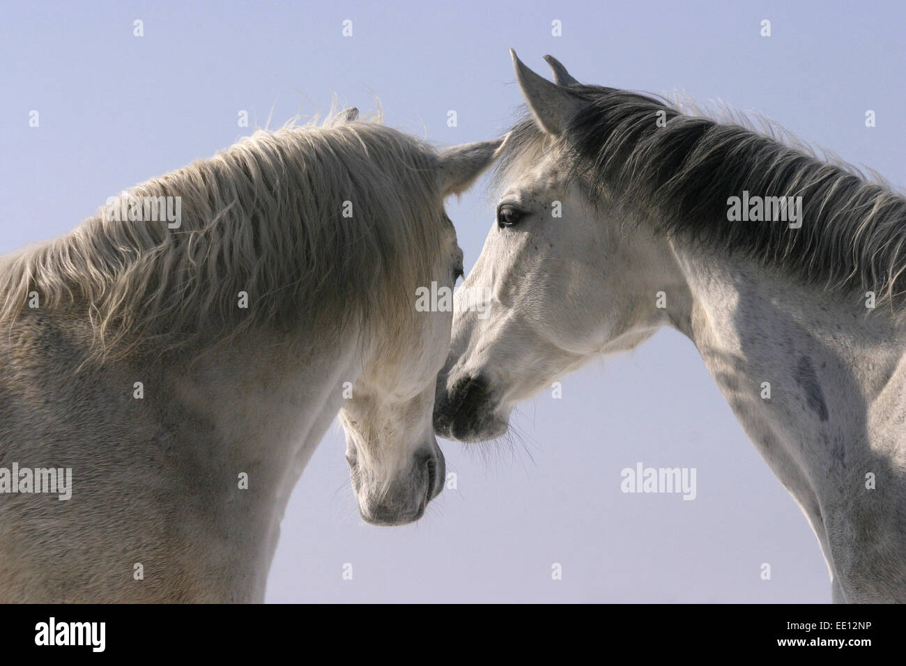 A nice pair Stock Photo - Alamy