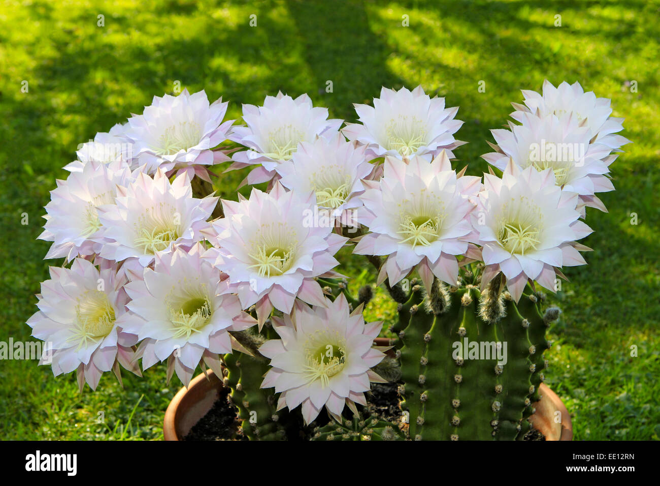 Echinopsis eyriesii hi-res stock photography and images - Alamy