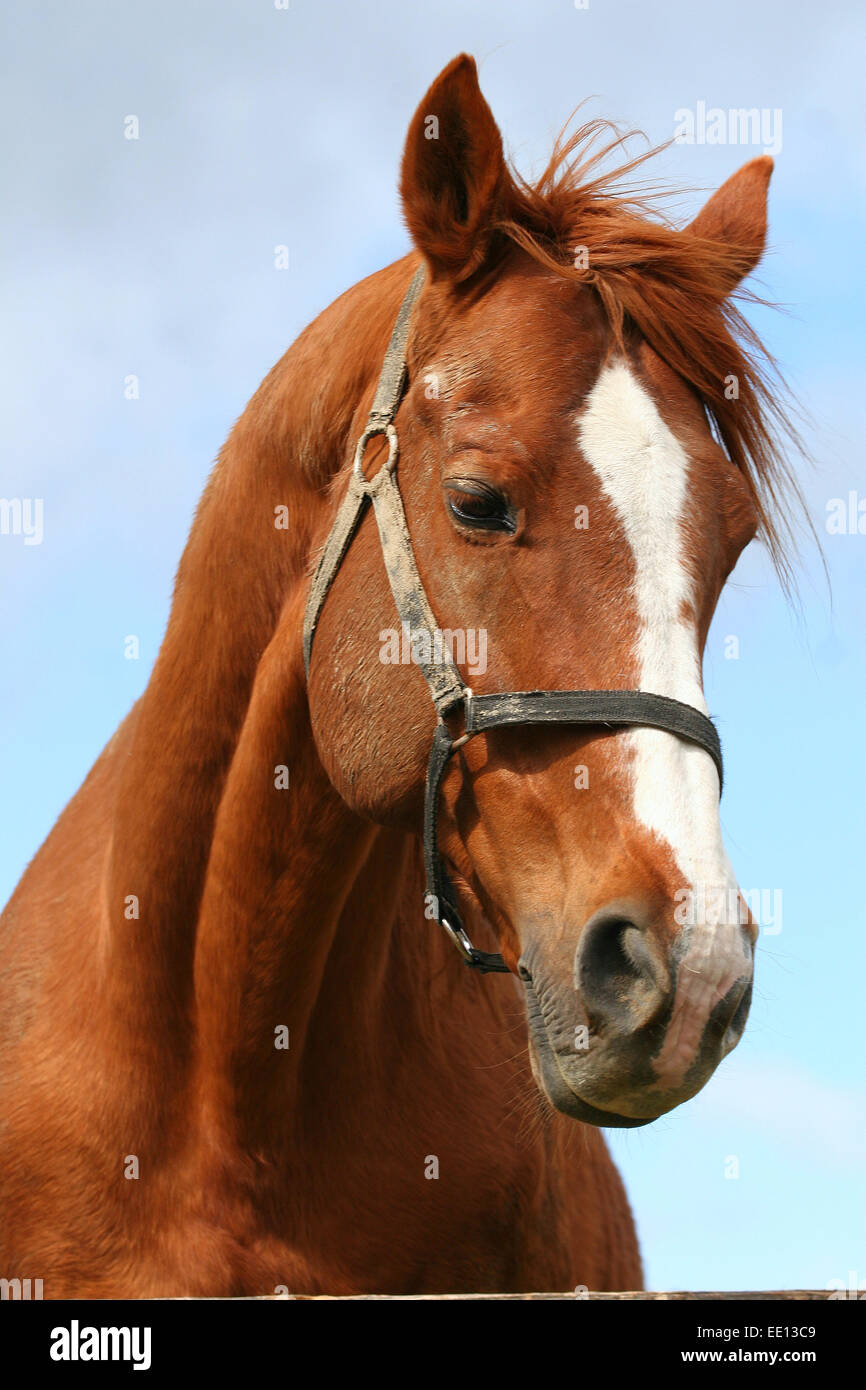 Beautiful brown thoroughbred horse head at farm. Thoroughbred chestnut ...