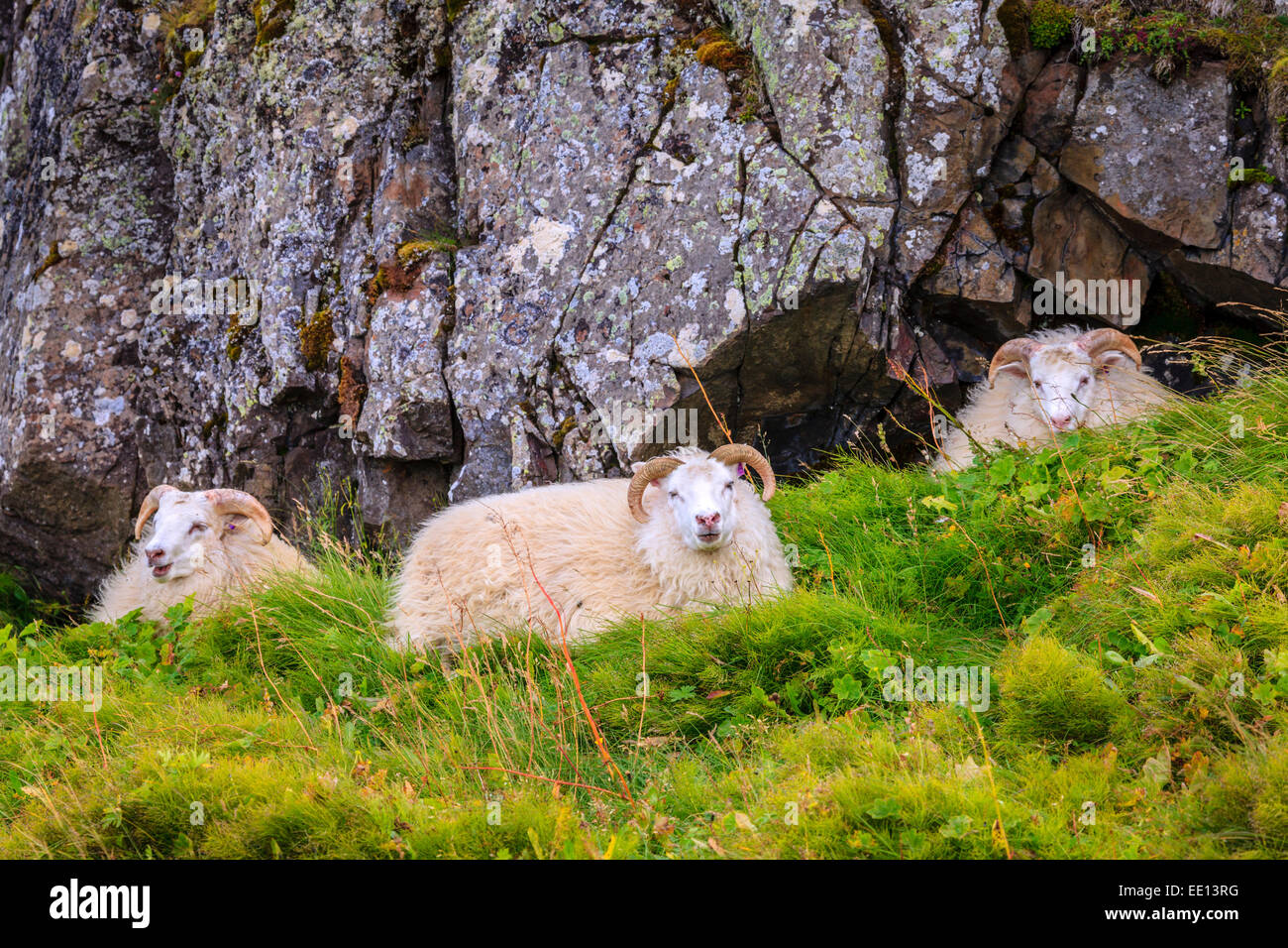 Three free range sheep in Northwestern Iceland Stock Photo - Alamy