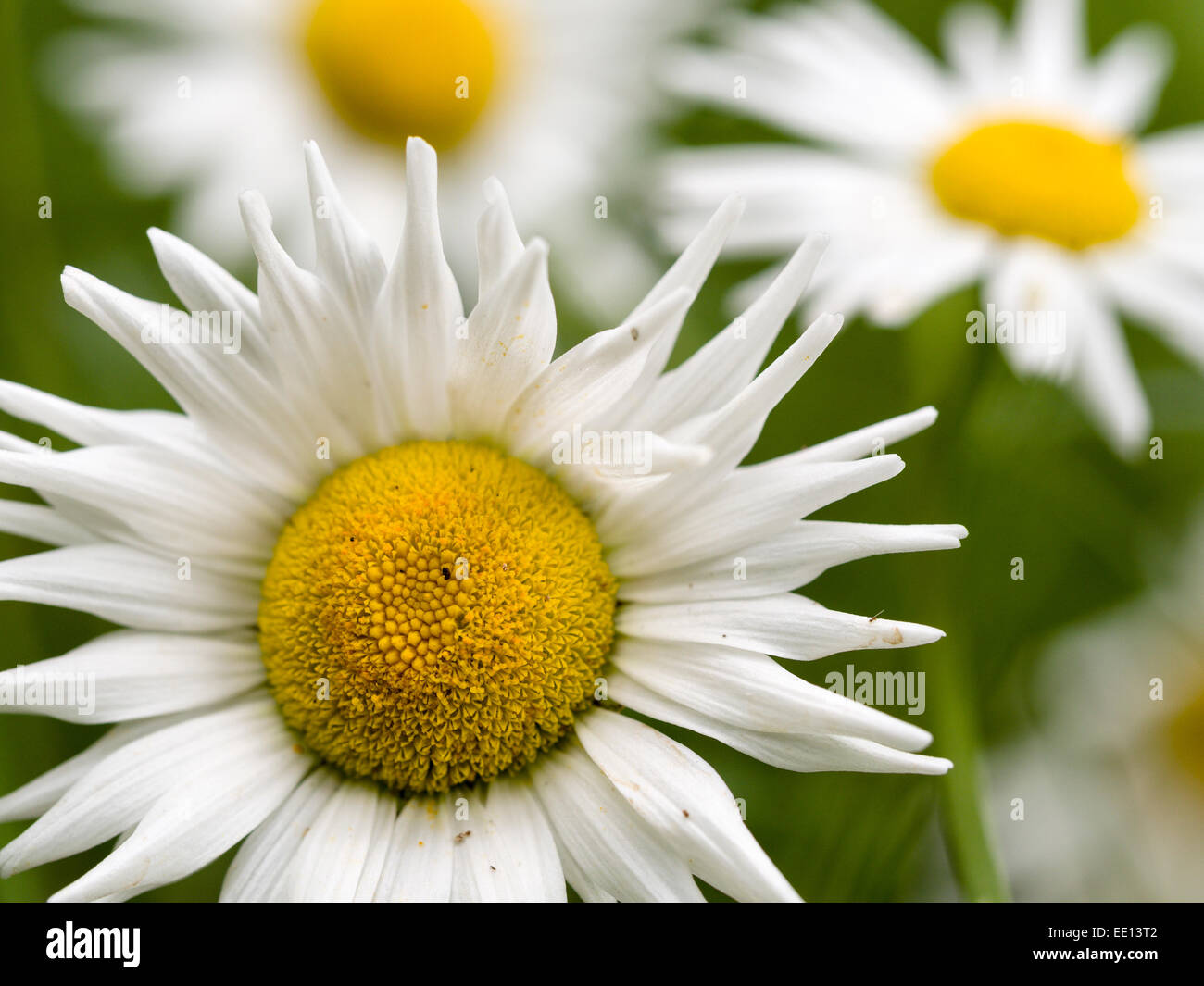 Ox eye dasies hi-res stock photography and images - Alamy