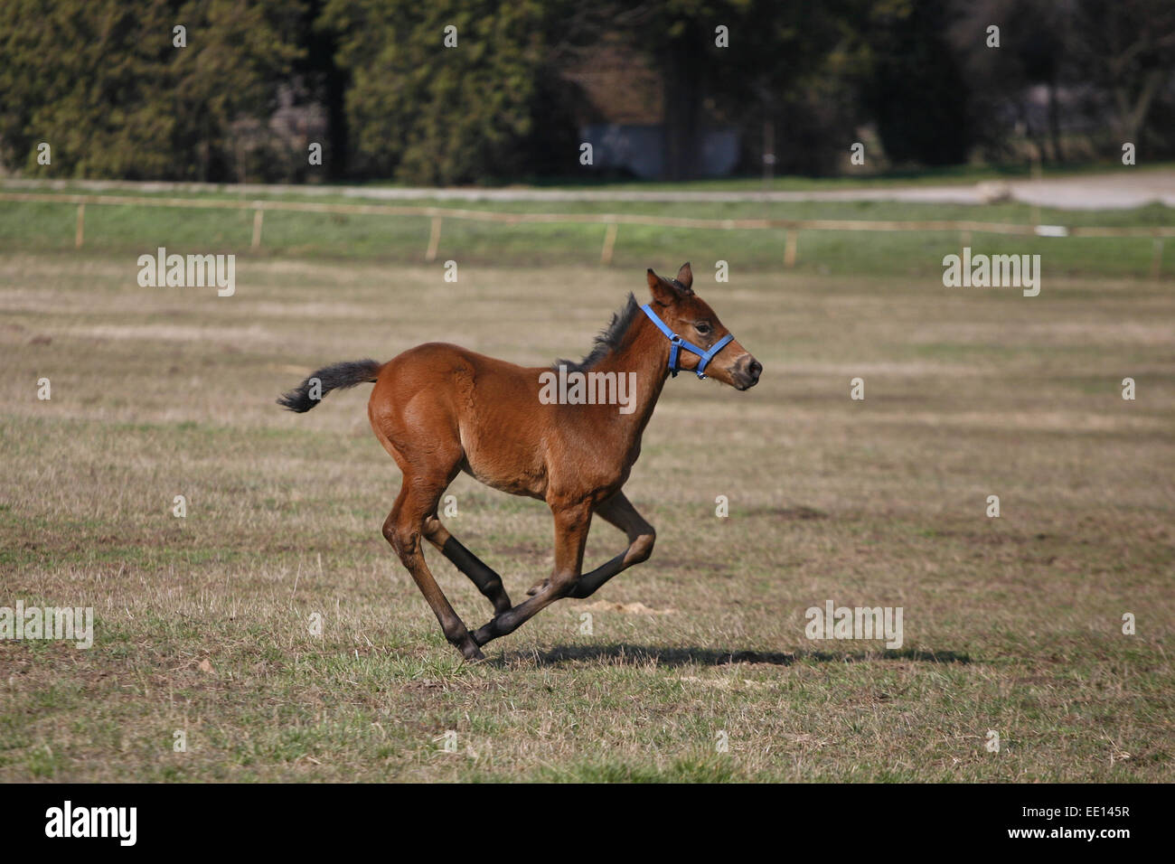 Baby Horses Running