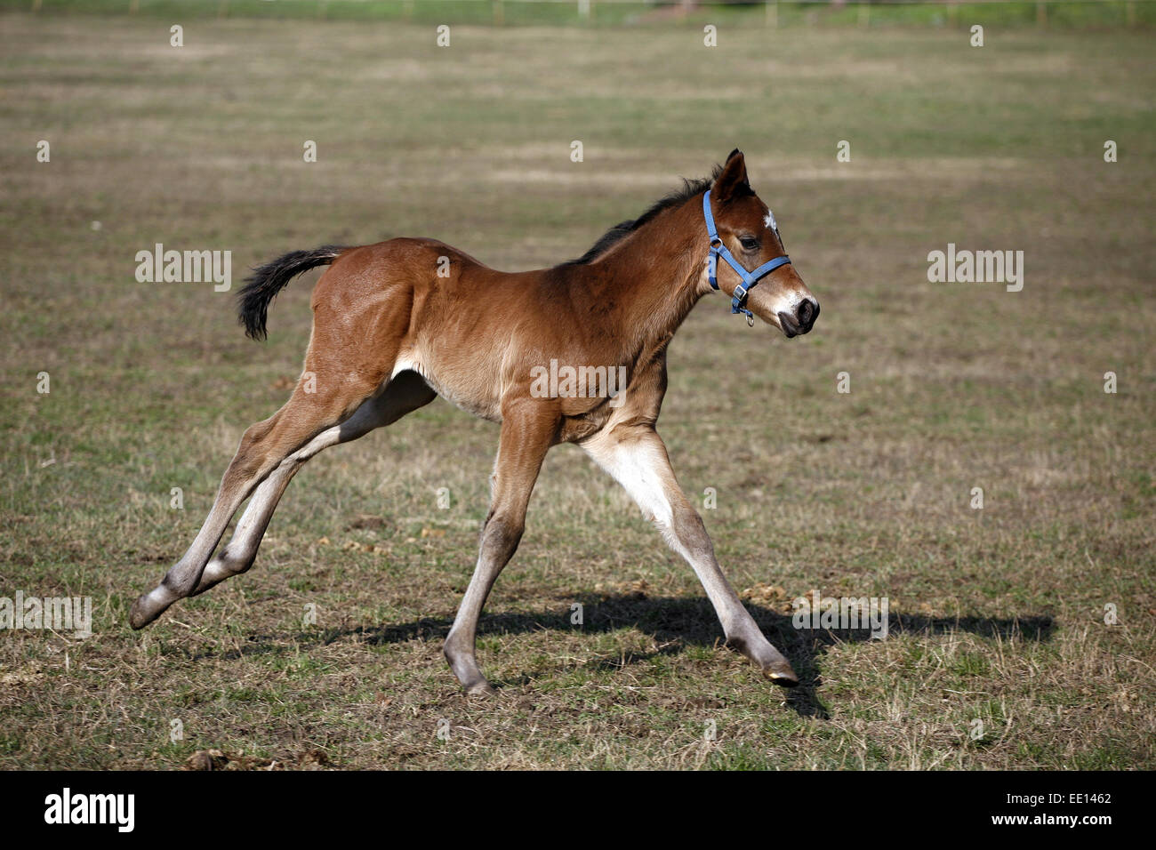 Wonderful young purebred foal galloping alone in pasture. Baby horse ...
