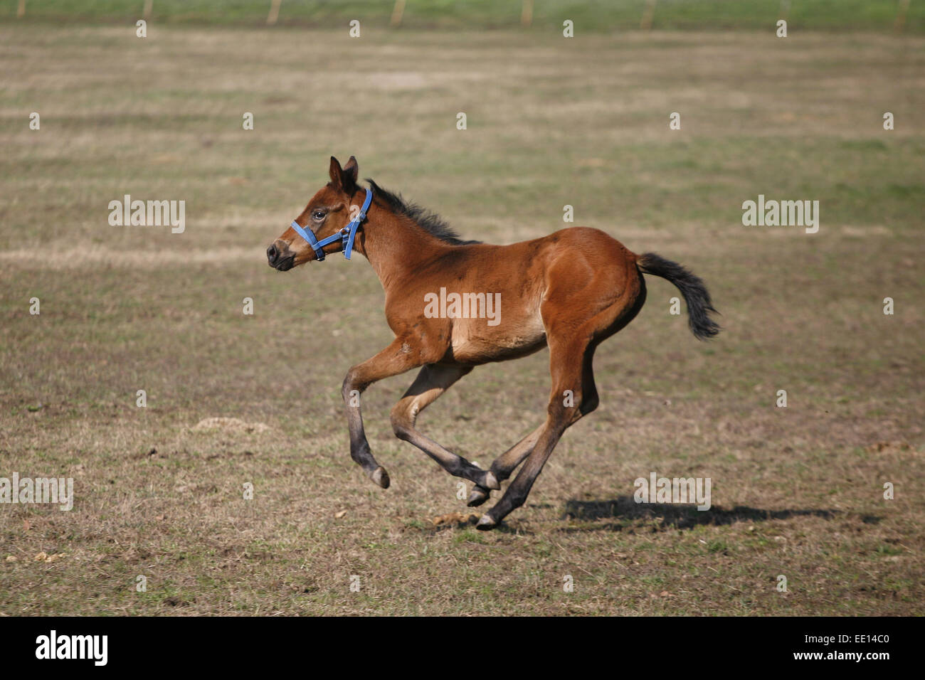Wonderful young purebred foal galloping alone in pasture. Baby horse ...