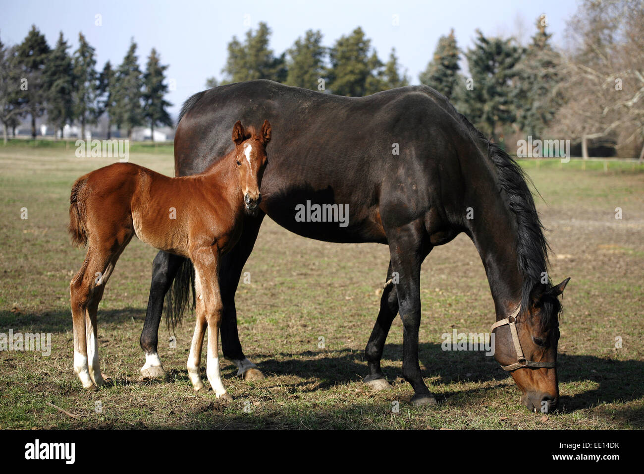 Little friends walking together hi-res stock photography and images - Alamy