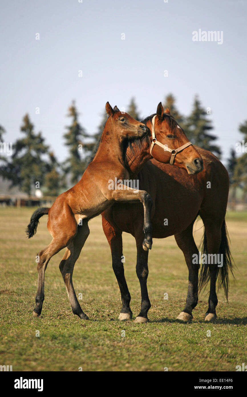 Foal jumping in sunny pasture land. Little colt following her mother ...