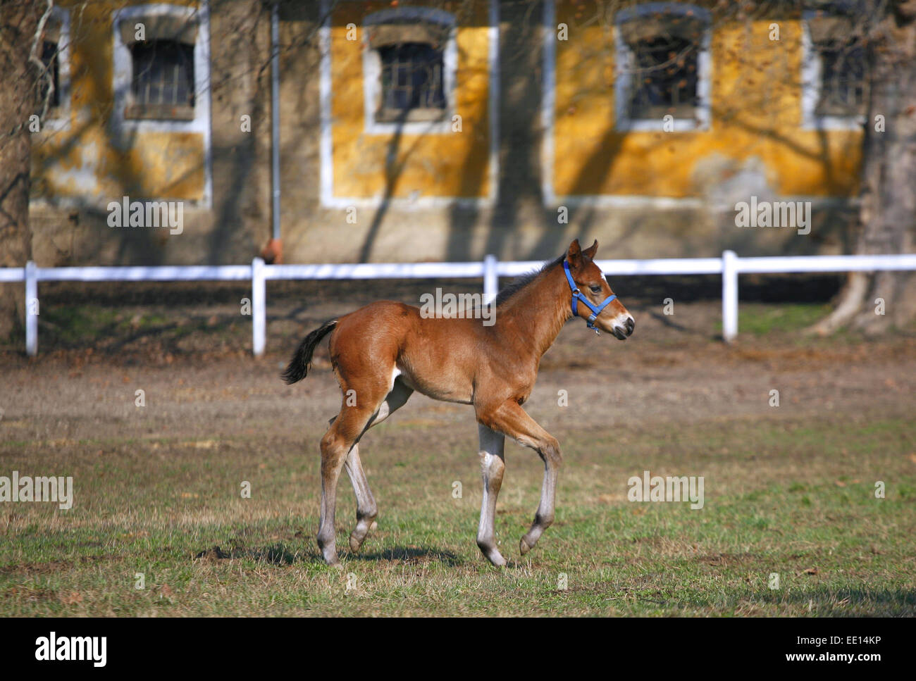 Wonderful young purebred foal galloping alone in pasture. Baby horse ...