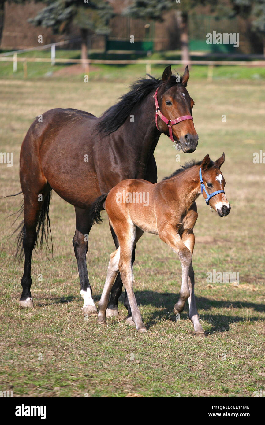 Mare and foal galloping together in pastureland. Thoroughbred mare and ...