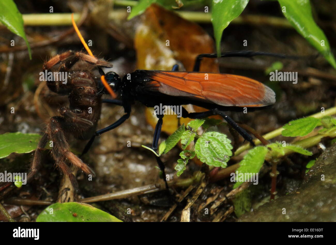 Tarantula hawk wasp with kill in mouth, Costa Rica Stock Photo - Alamy