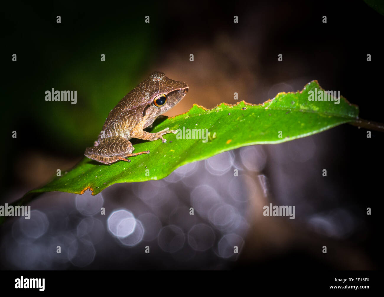 Amazon rainforest peru frog hi-res stock photography and images - Alamy