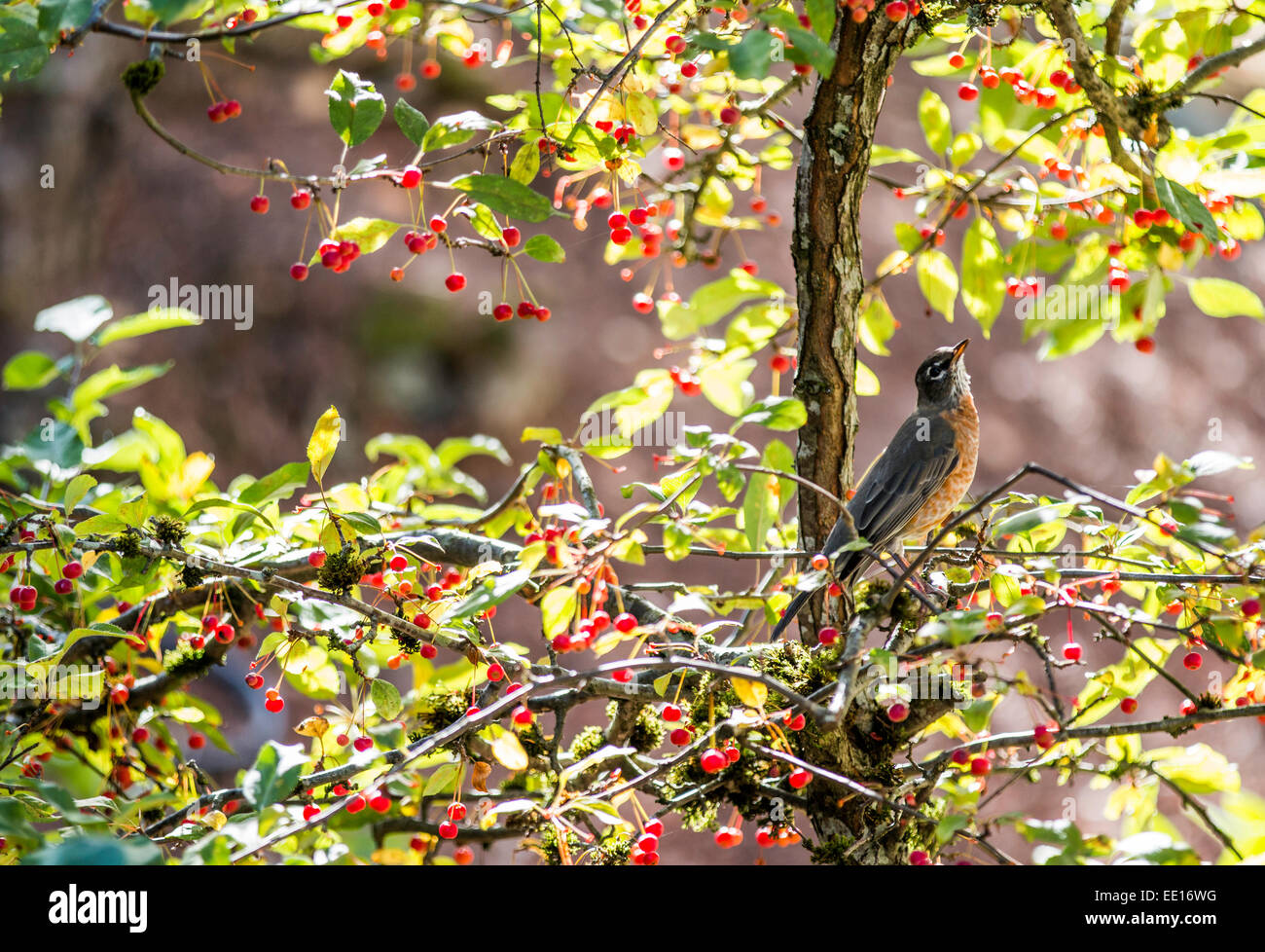 Bird eating apples on a tree hi-res stock photography and images - Alamy
