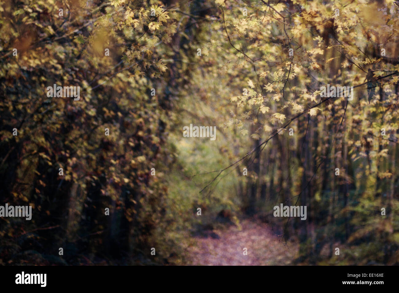 A path in the forest in Issaquah, WA Stock Photo - Alamy