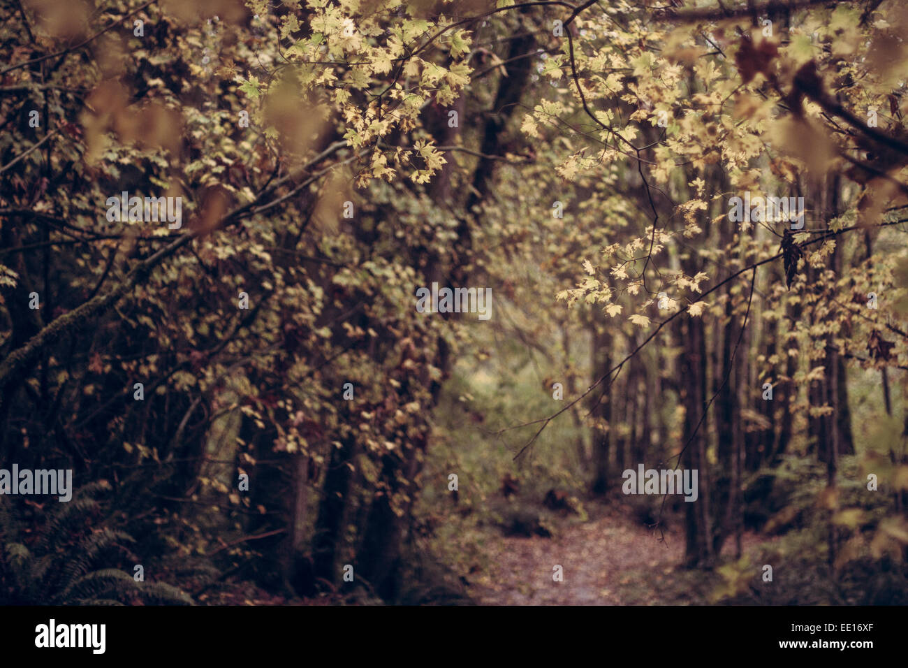A path in the forest in Issaquah, WA Stock Photo - Alamy