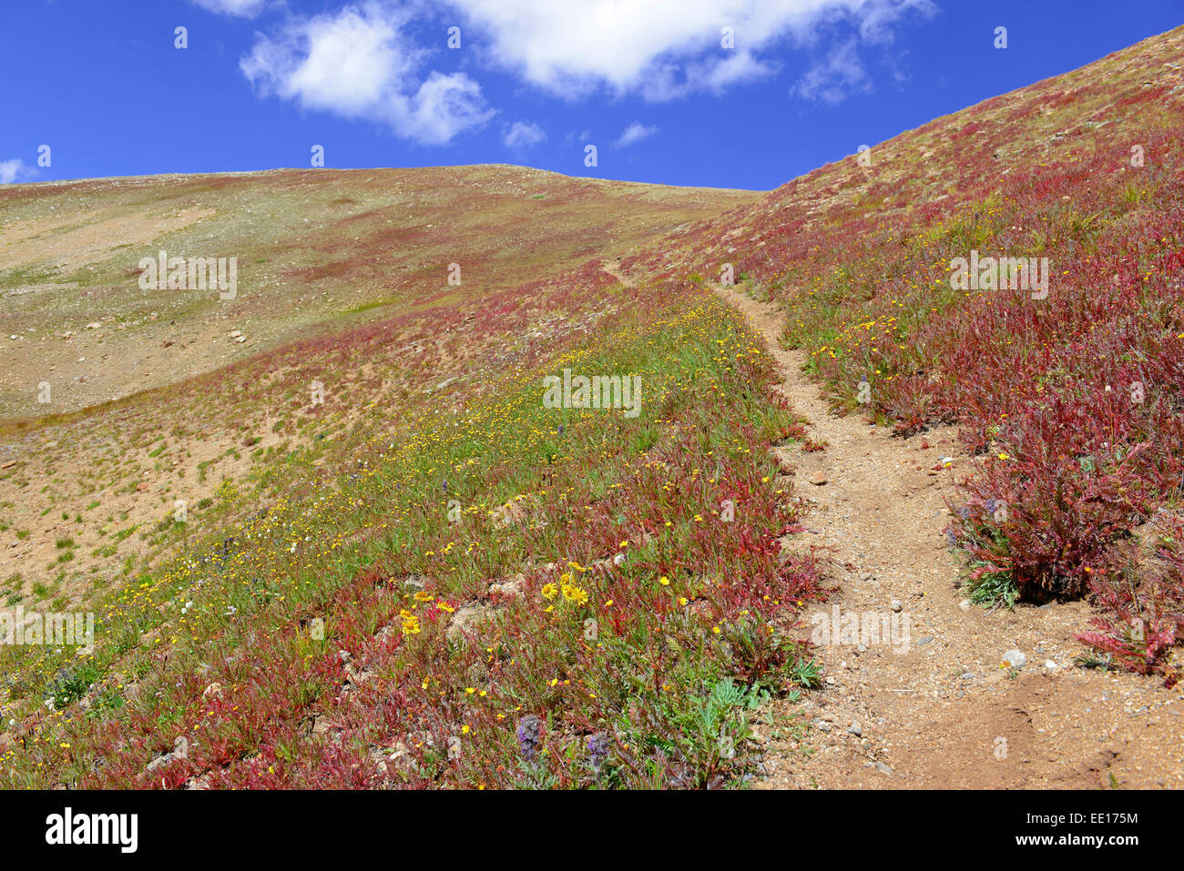 Alpine tundra landscape with autumn colors Stock Photo - Alamy