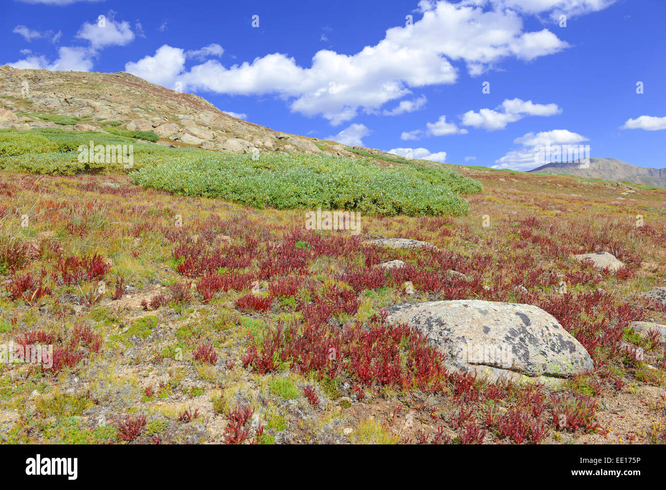 Alpine tundra landscape with autumn colors Stock Photo - Alamy