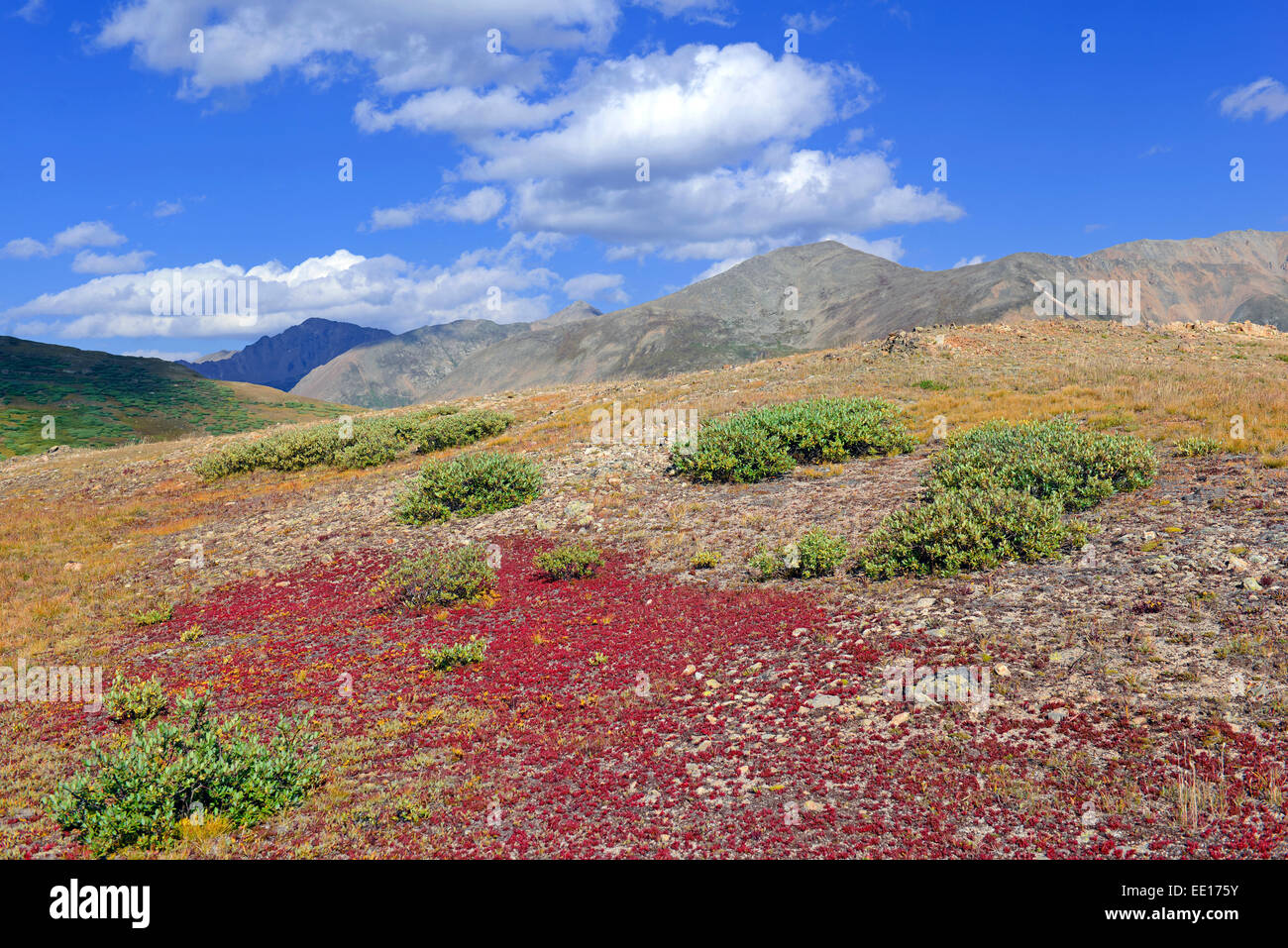 Alpine Tundra Landscape
