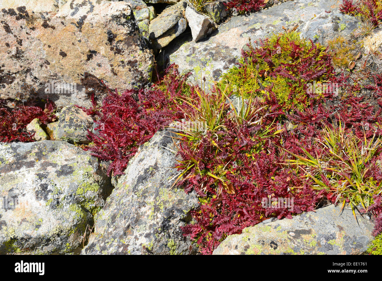 Alpine tundra landscape with autumn colors Stock Photo - Alamy