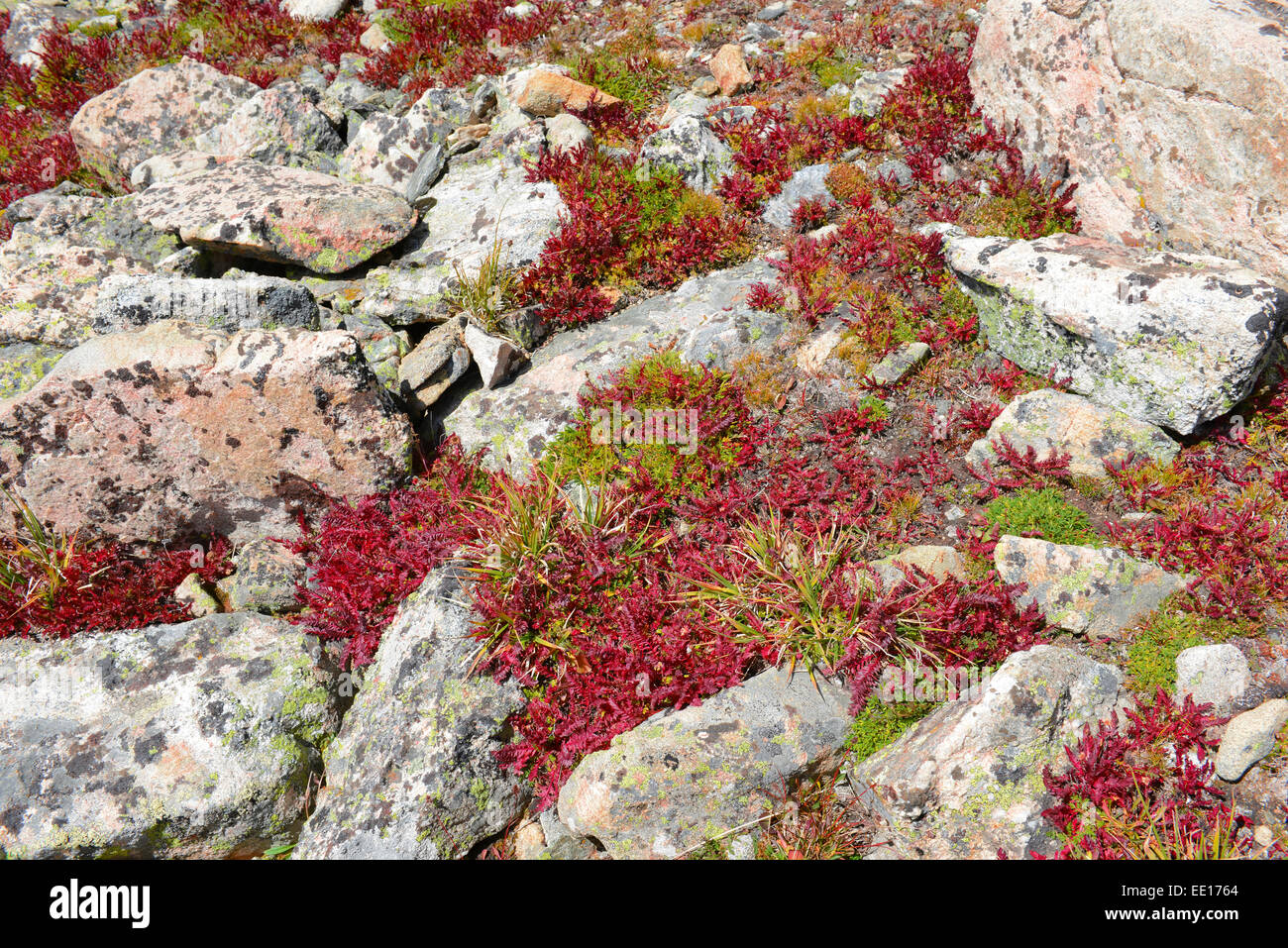 Alpine tundra landscape with autumn colors Stock Photo - Alamy