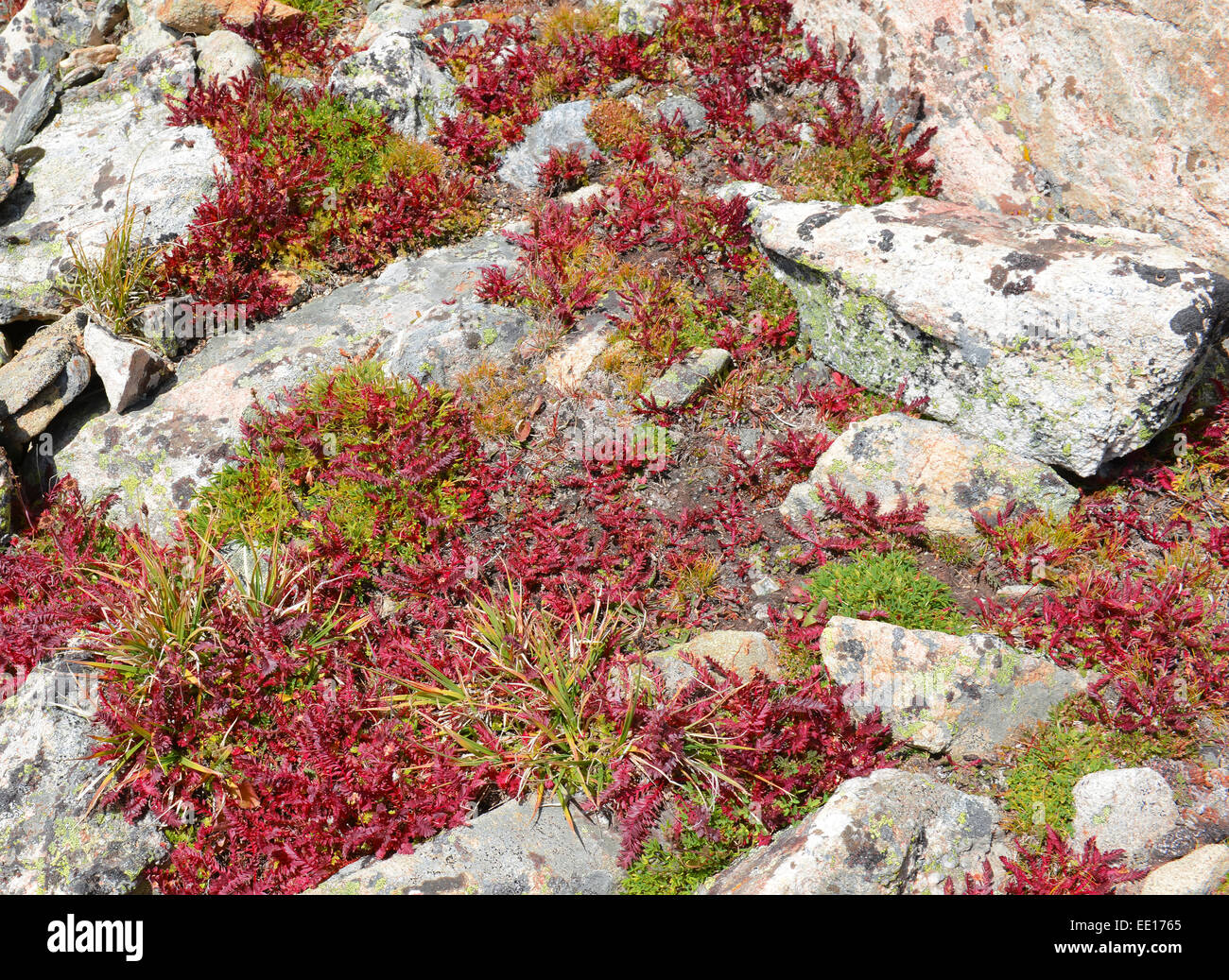 Alpine tundra plants hi-res stock photography and images - Alamy