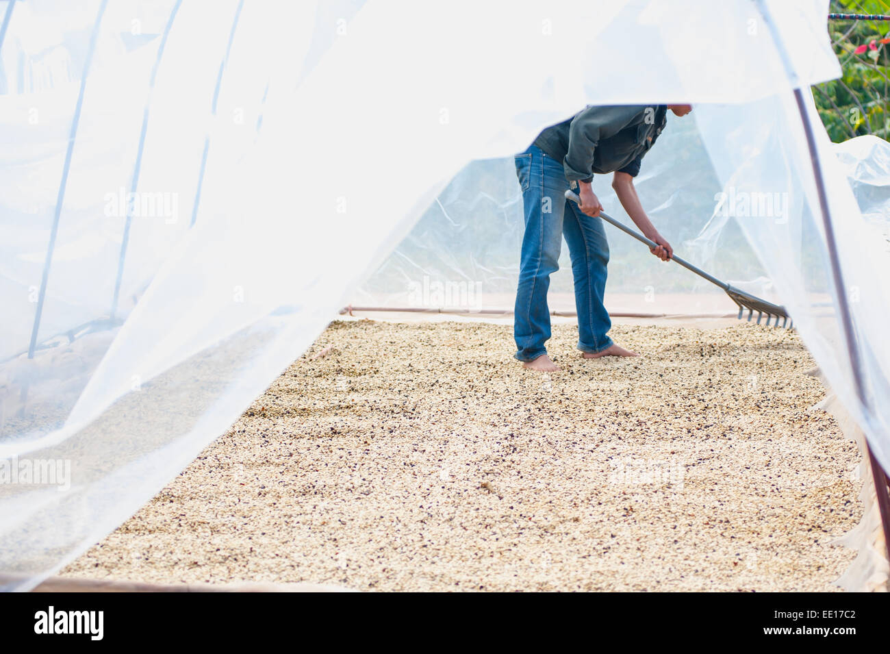 process of drying coffee beans in clean room Stock Photo - Alamy