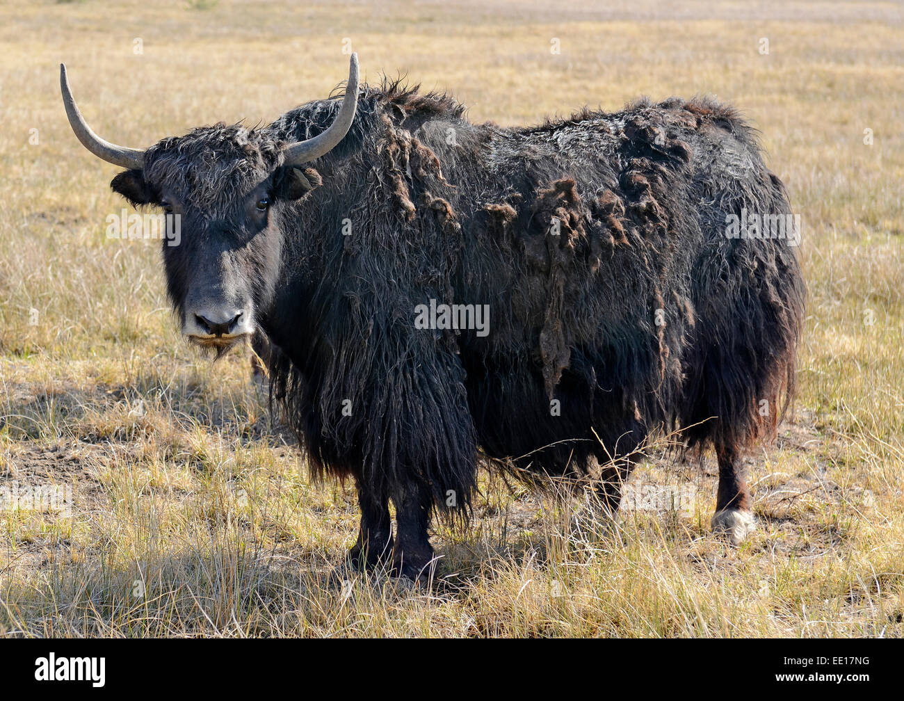 Yak milk asia hi-res stock photography and images - Alamy