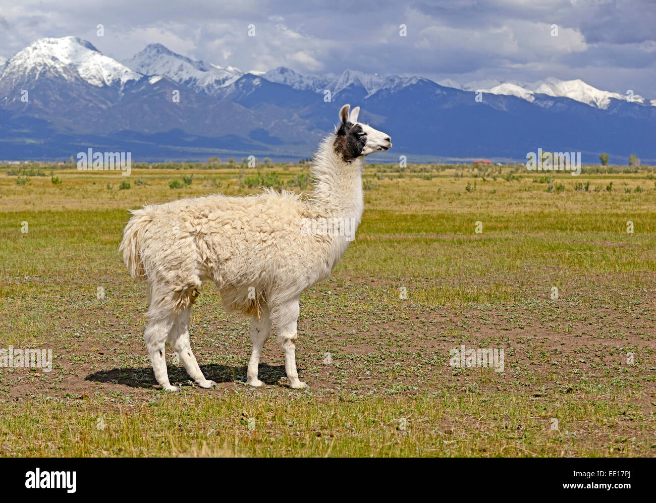 Llama in rural area with mountain backdrop Stock Photo - Alamy
