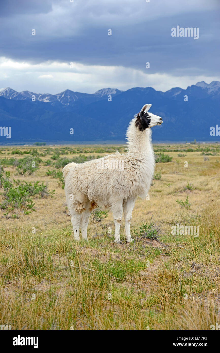 Llama in rural area with mountain backdrop Stock Photo - Alamy