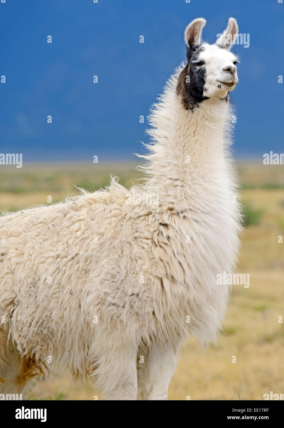 Llama in rural area with mountain backdrop Stock Photo - Alamy