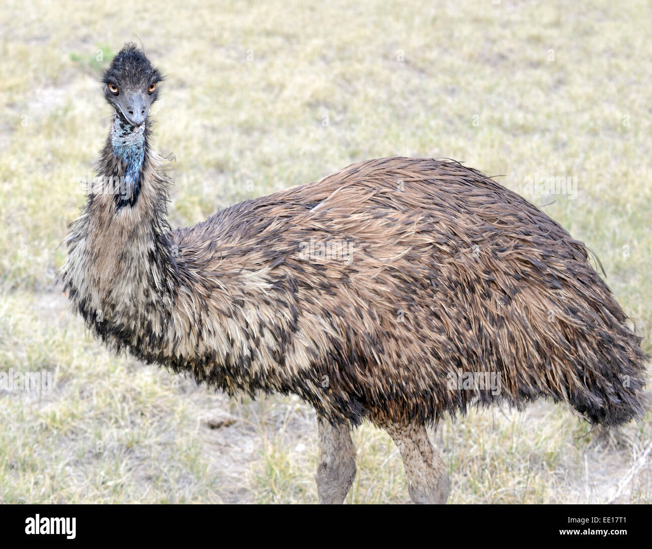 Emu isolated in rural setting hi-res stock photography and images - Alamy