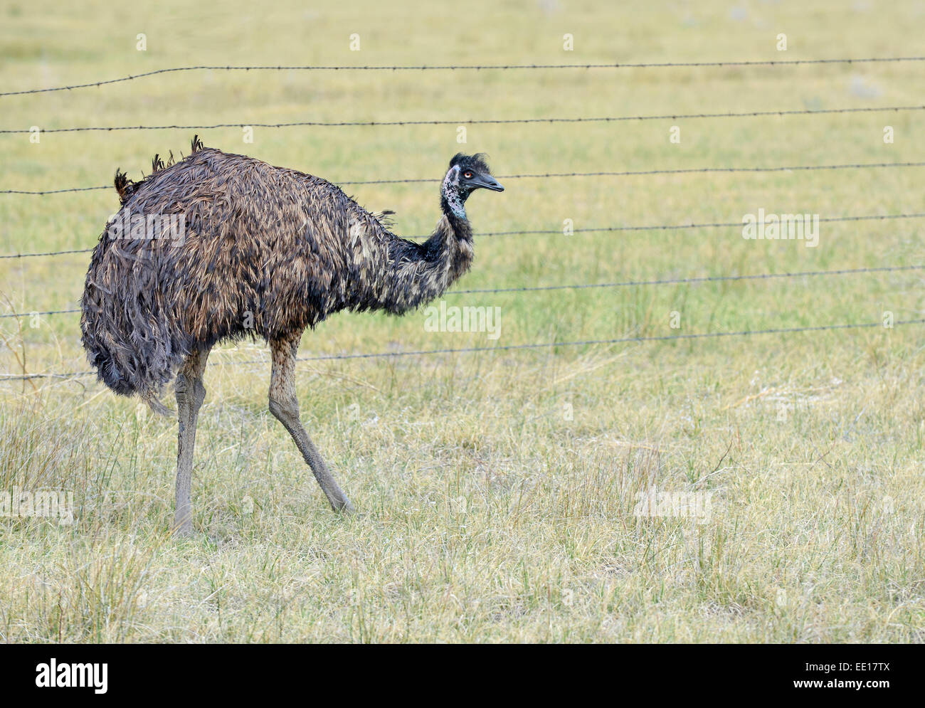 Emu isolated in rural setting Stock Photo - Alamy