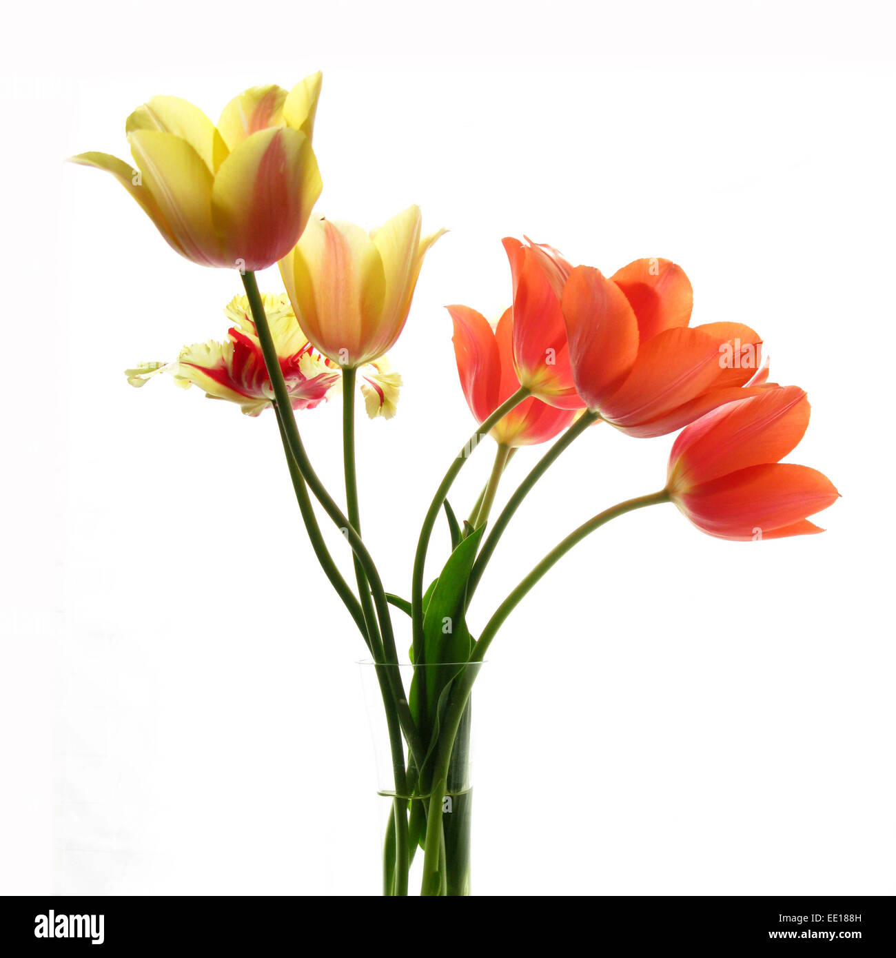 Large tulips in a glass vase on white background Stock Photo - Alamy