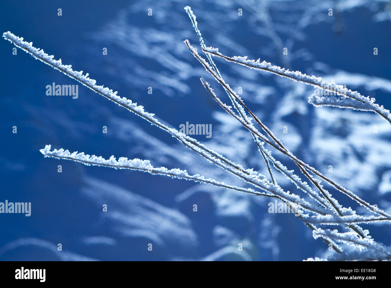 Zweig, Eiskristalle, Winter Stock Photo - Alamy