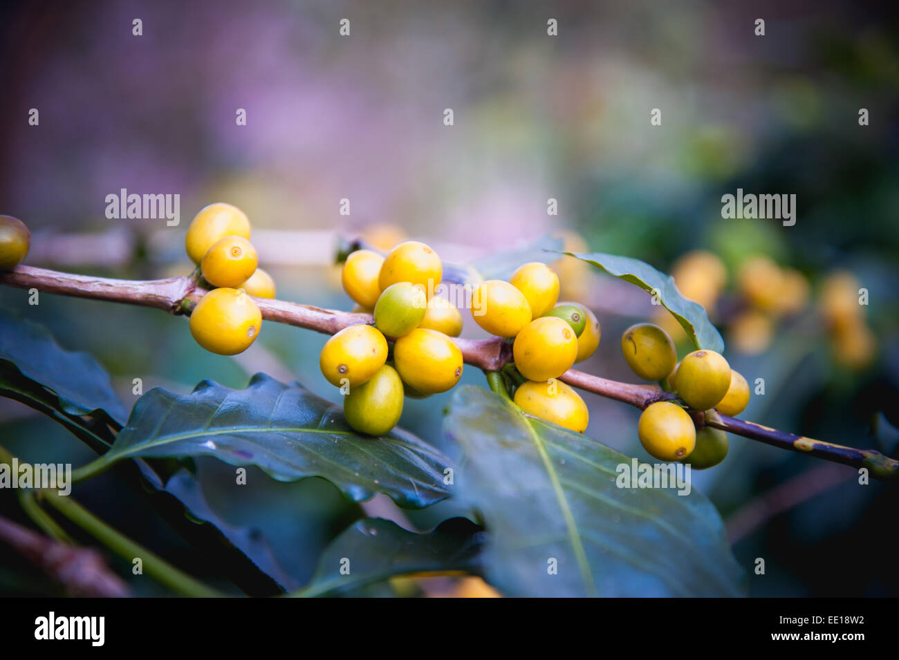 Coffee bean tree hi-res stock photography and images - Alamy