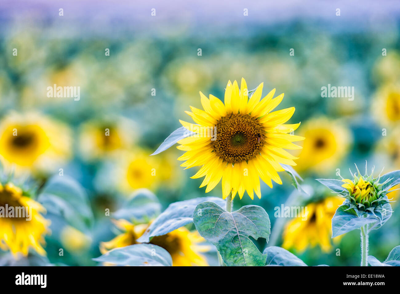 sunflowers field, selective focus on single sunflower Stock Photo - Alamy