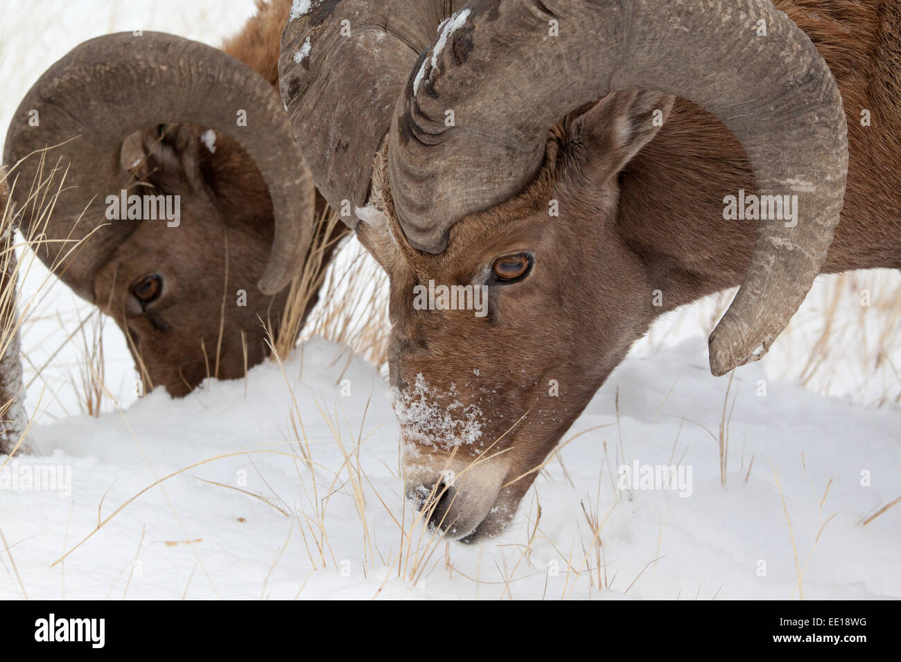 Two bighorn sheep grazing in winter Stock Photo - Alamy