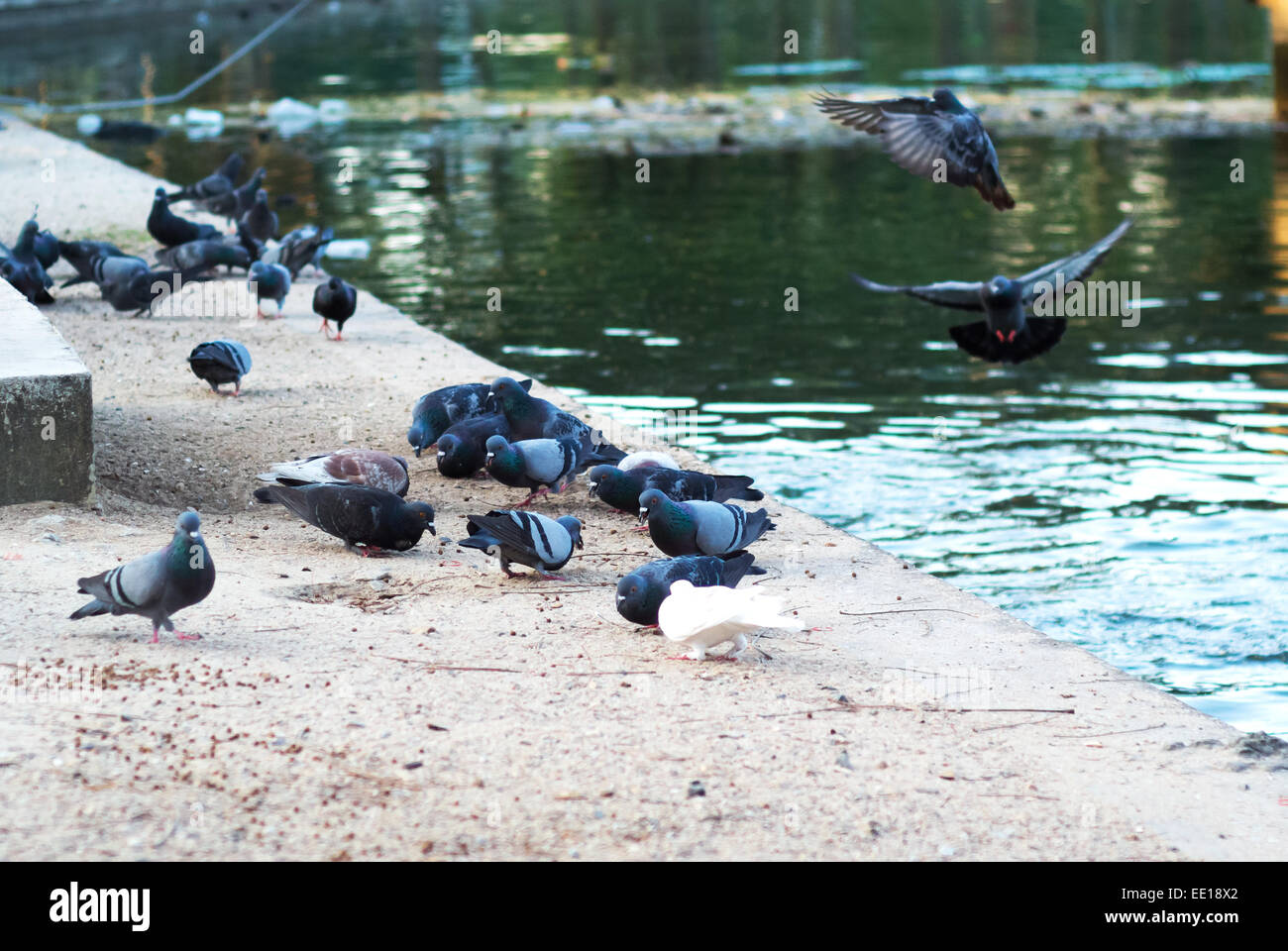 Unity freedom symbol pigeon hi-res stock photography and images - Alamy