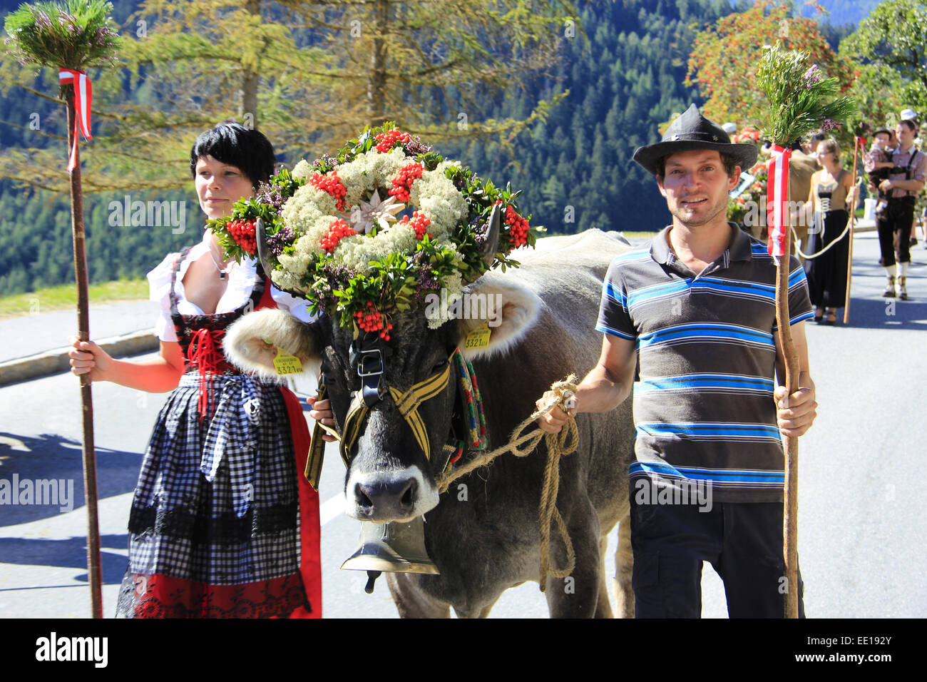 Almabtrieb, Viehscheid in Jerzens, Pitztal, Tirol, Österreich (nur ...