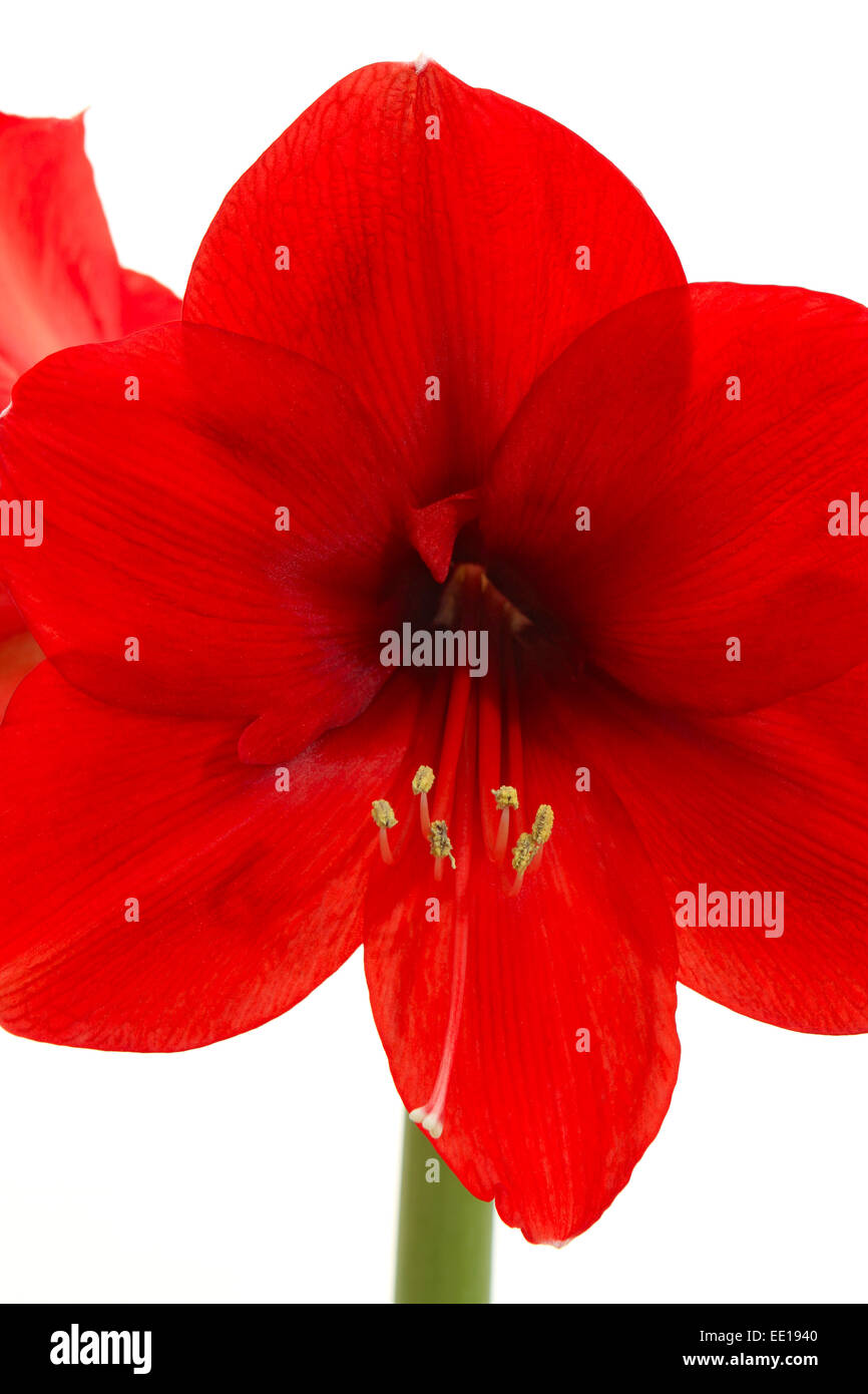 Rote Amaryllis, Ritterstern (Hippeastrum Stock Photo - Alamy
