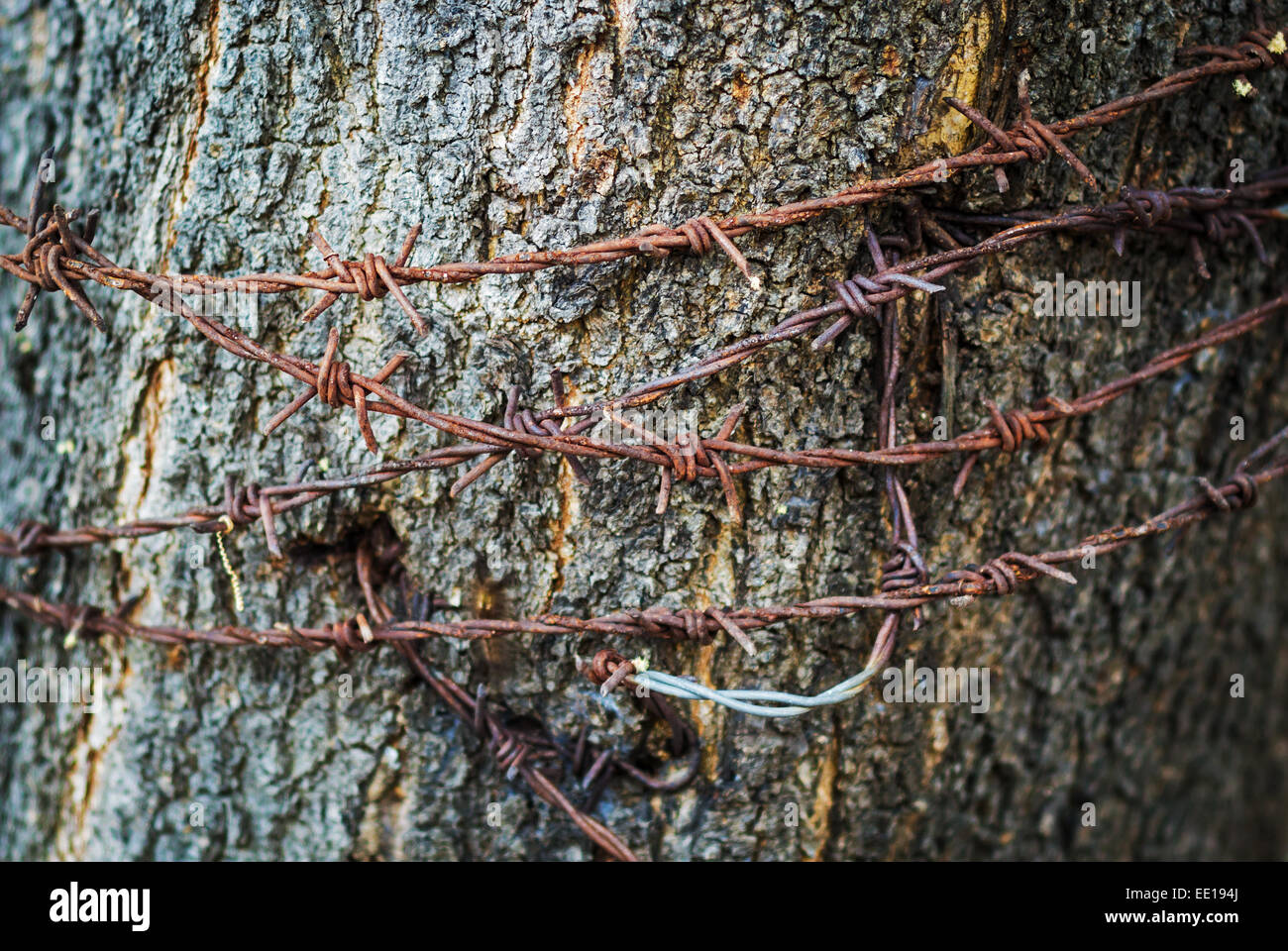 An Barb wire feeling danger Stock Photo - Alamy