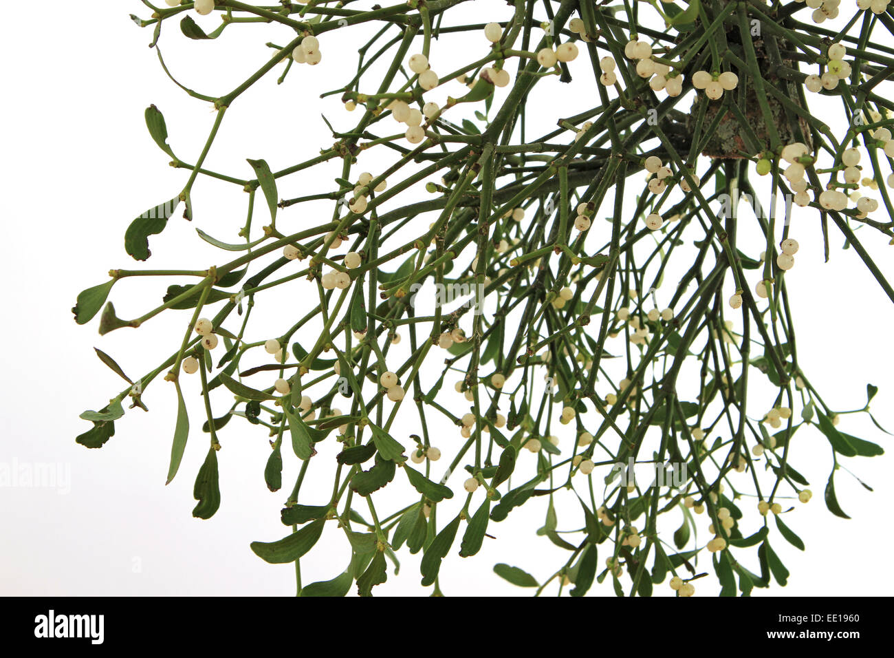 Glueckssymbol hi-res stock photography and images - Alamy