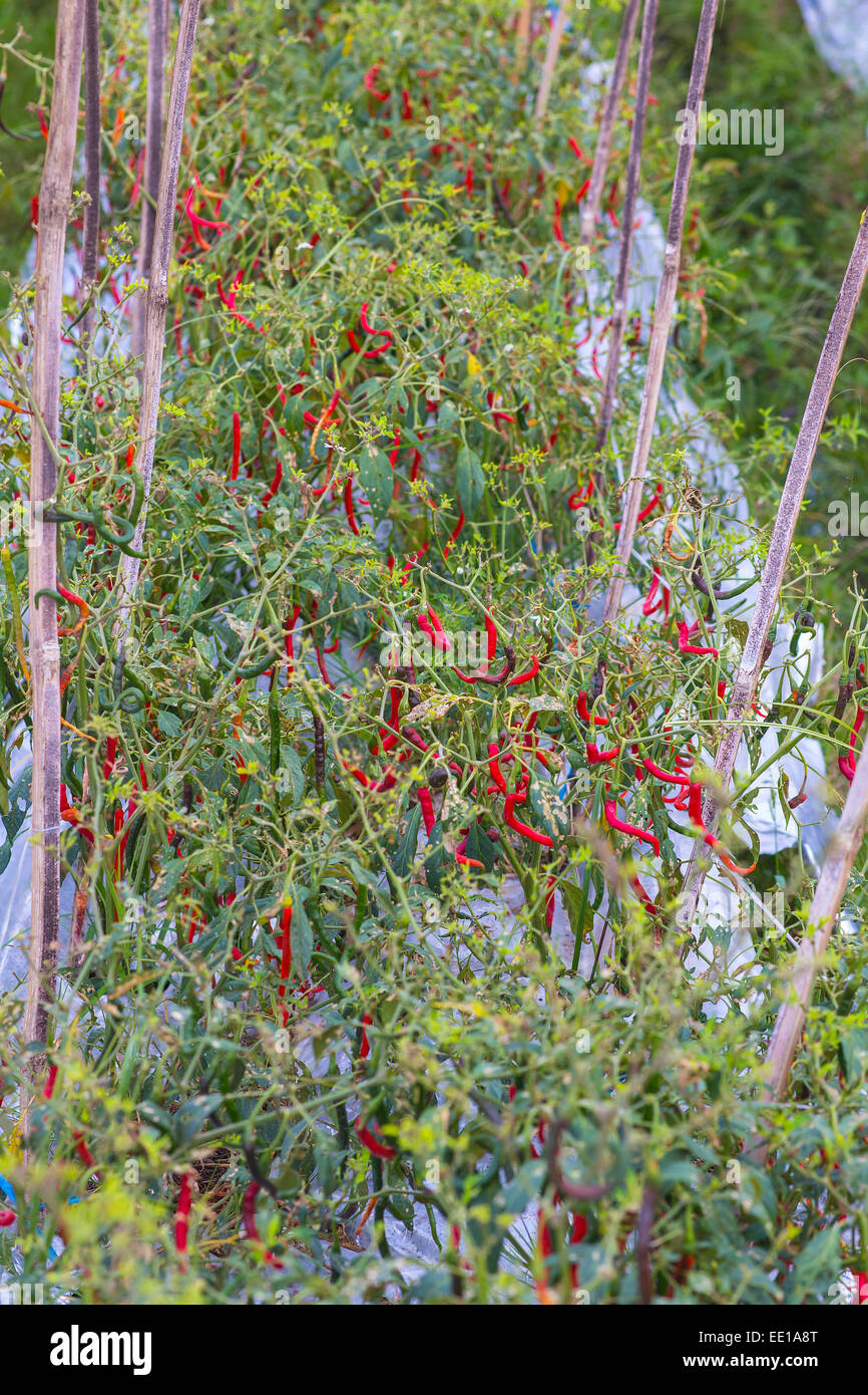 Fresh red chillies growing in the vegetable garden,Indonesia Stock ...