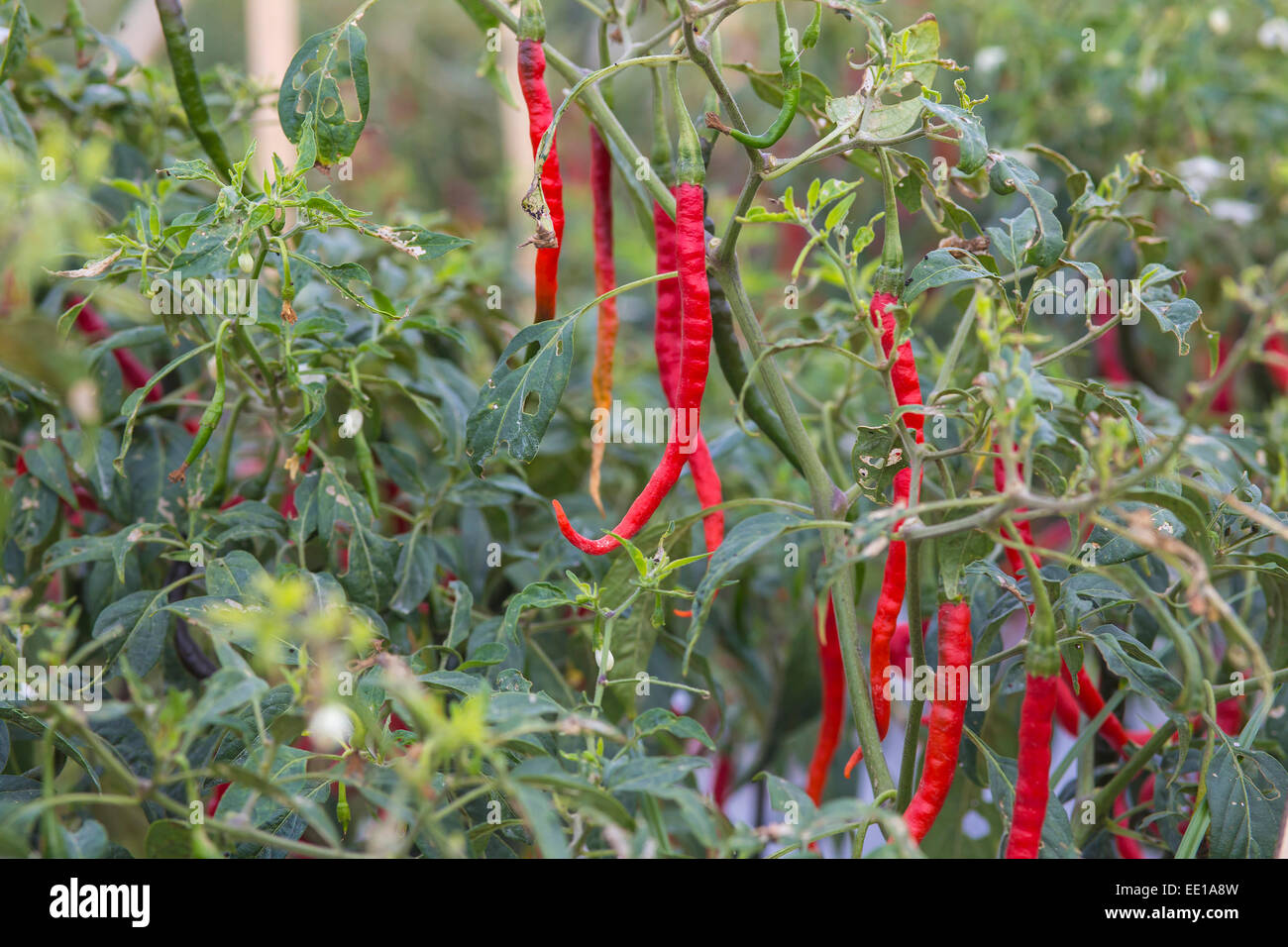 Fresh red chillies growing in the vegetable garden,Indonesia Stock ...
