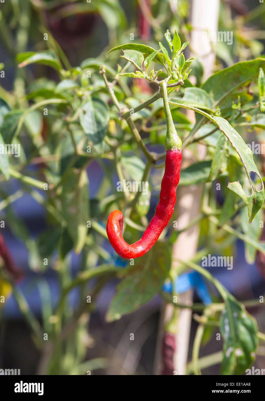 Fresh red chillies growing in the vegetable garden,Indonesia Stock ...